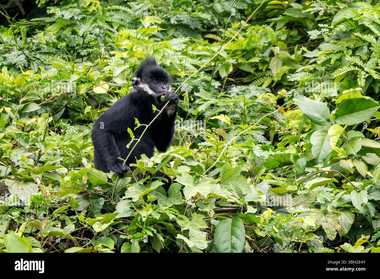 Hatinh Langur - Trachypithecus hatinhensis, beautiful highly threatened ...