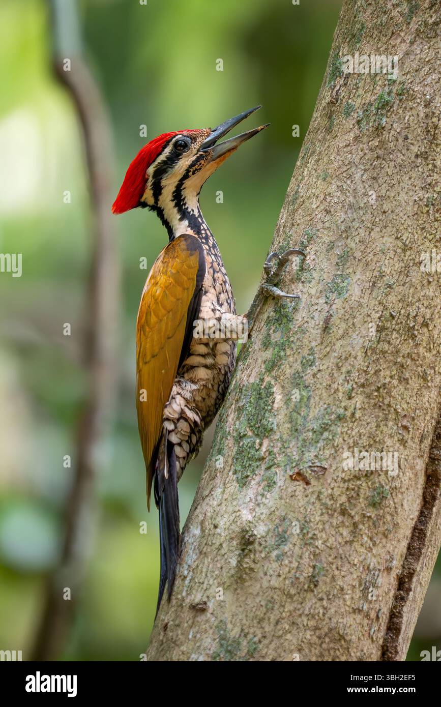 Common Flameback - Dinopium javanense, beautiful colored large ...