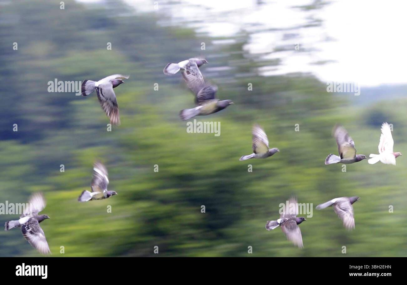 pigeon or dove, a flying feathered animal in the city pigeon or dove ...