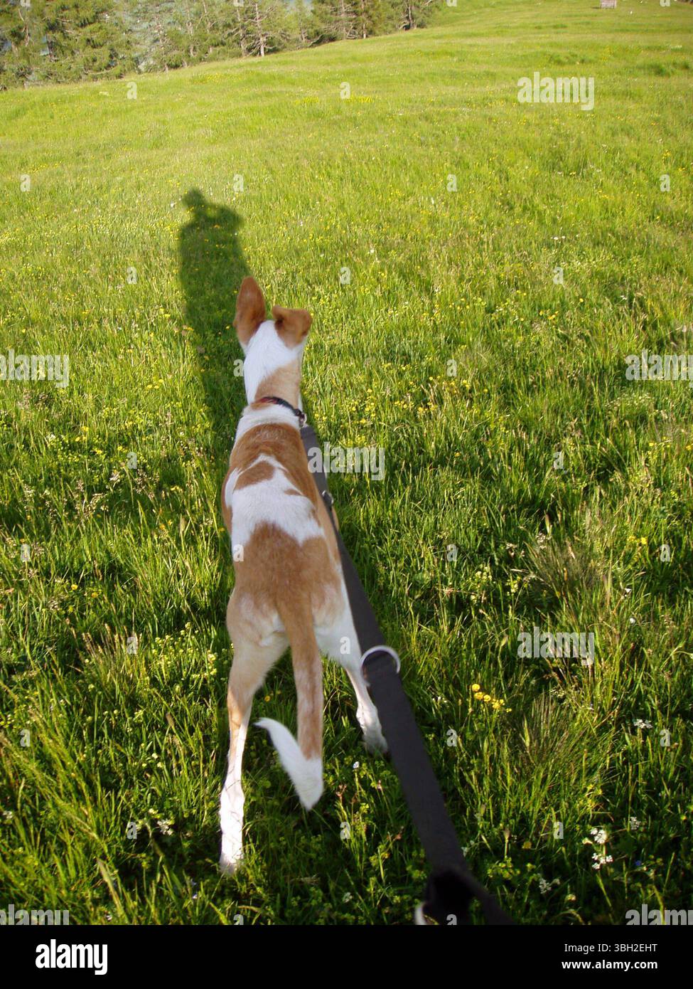 the pet owner taking the dog for a walk outside pet owner taking dog ...