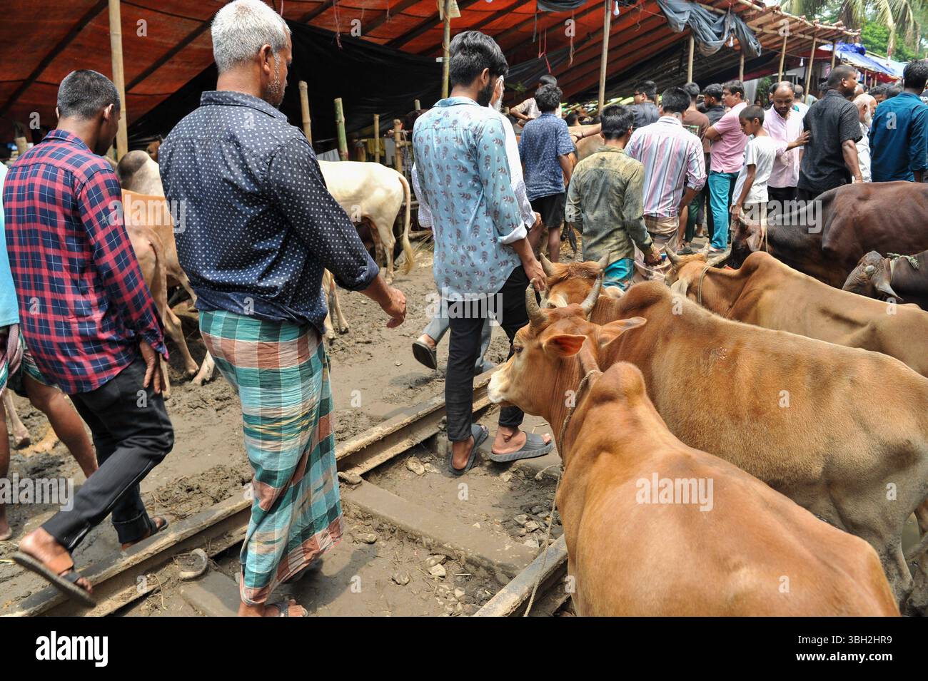 Bangladeshi Eid al-Adha Festival Preparations cattle is seen at the ...