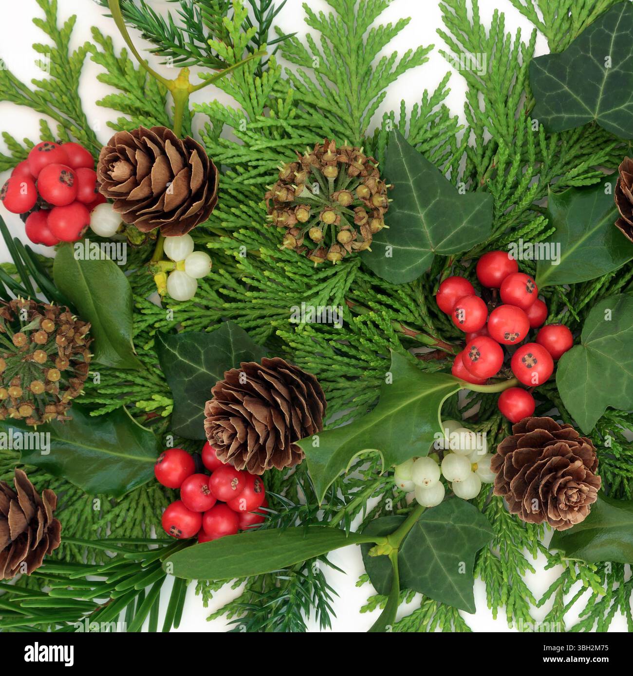 Christmas nature background with green red flora of holly, mistletoe ...