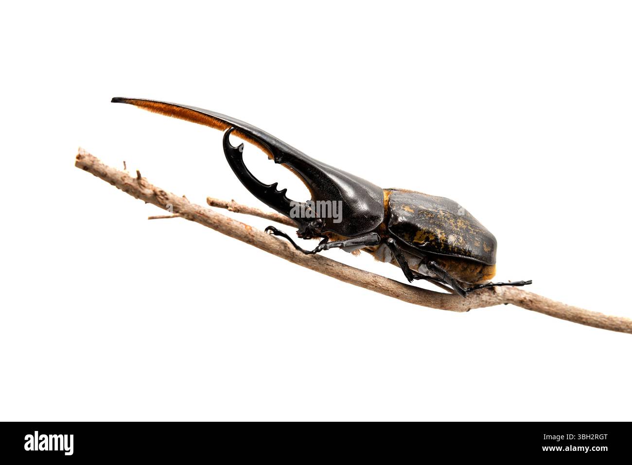 The amazing beetle Dynastes Hercules on top of a dry twig isolated on ...