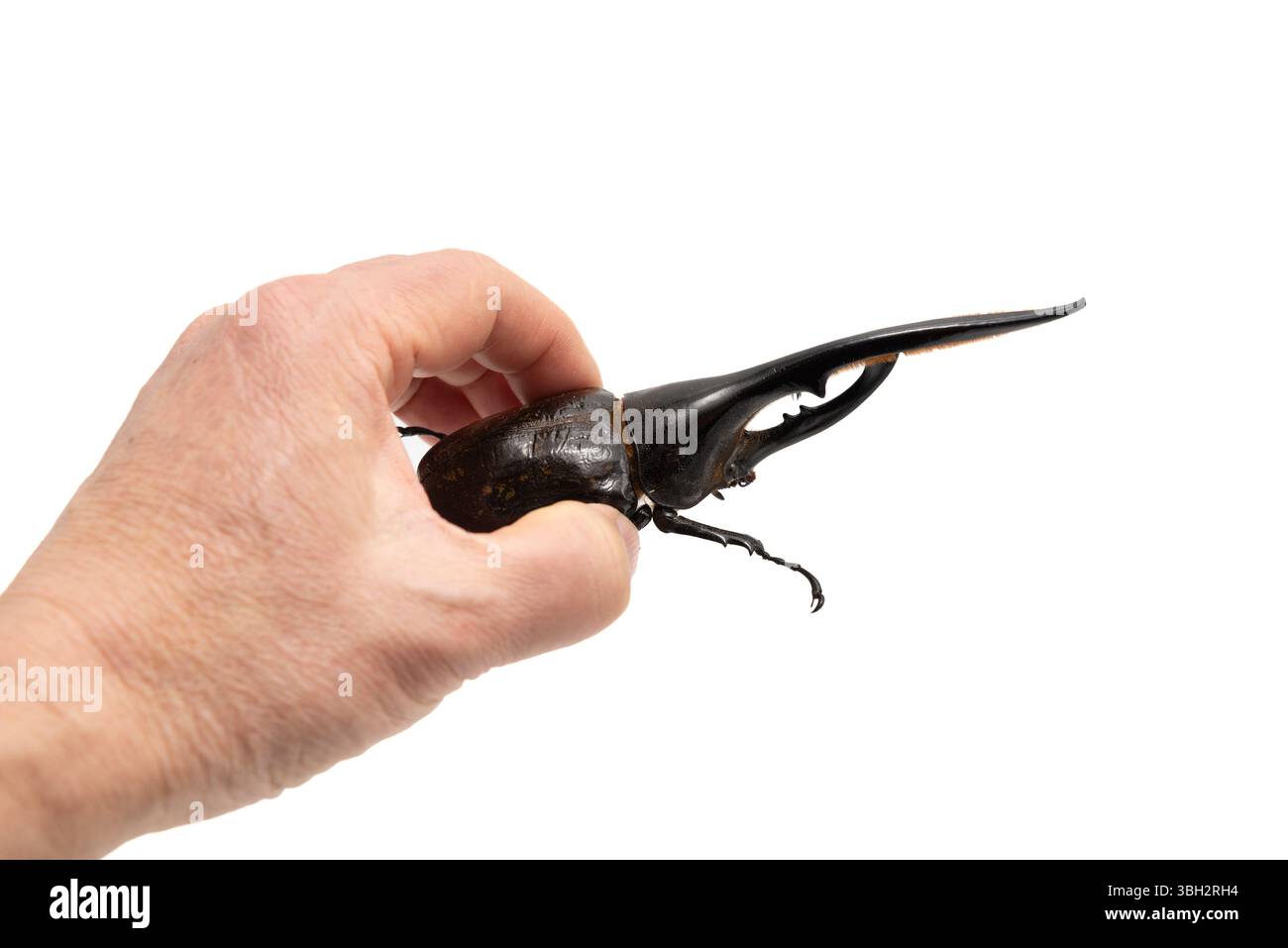 Hand holding amazing Dynastes Hercules beetle isolated on white ...