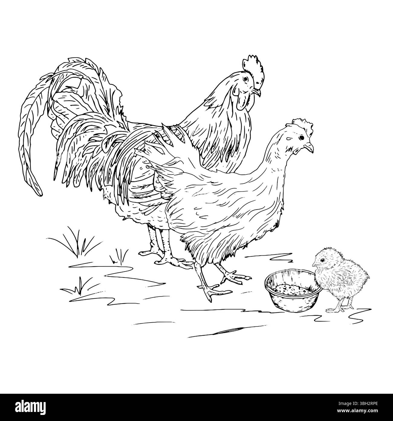 Chicken, rooster and baby chicken in grass, farm poultry, black and ...