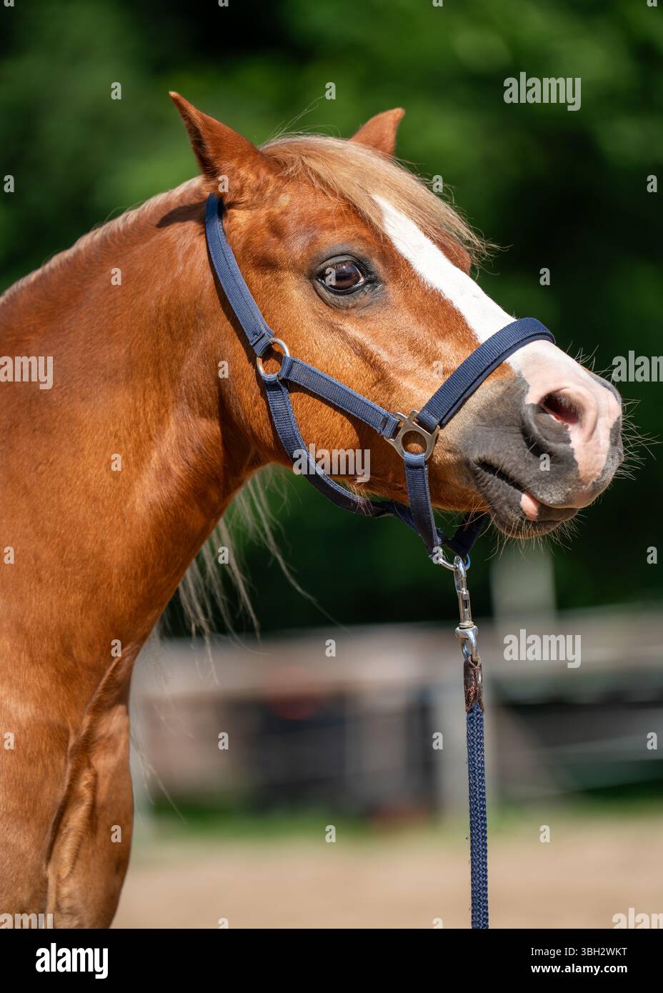 Gentle horse expression hi-res stock photography and images - Alamy