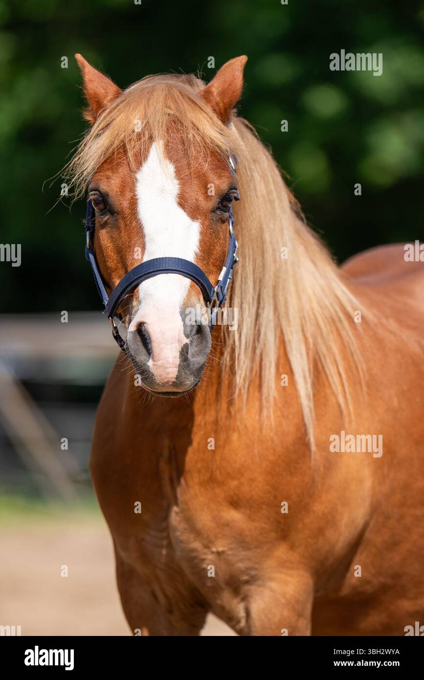 Charming small Haflinger horse with golden mane and kind eyes ...