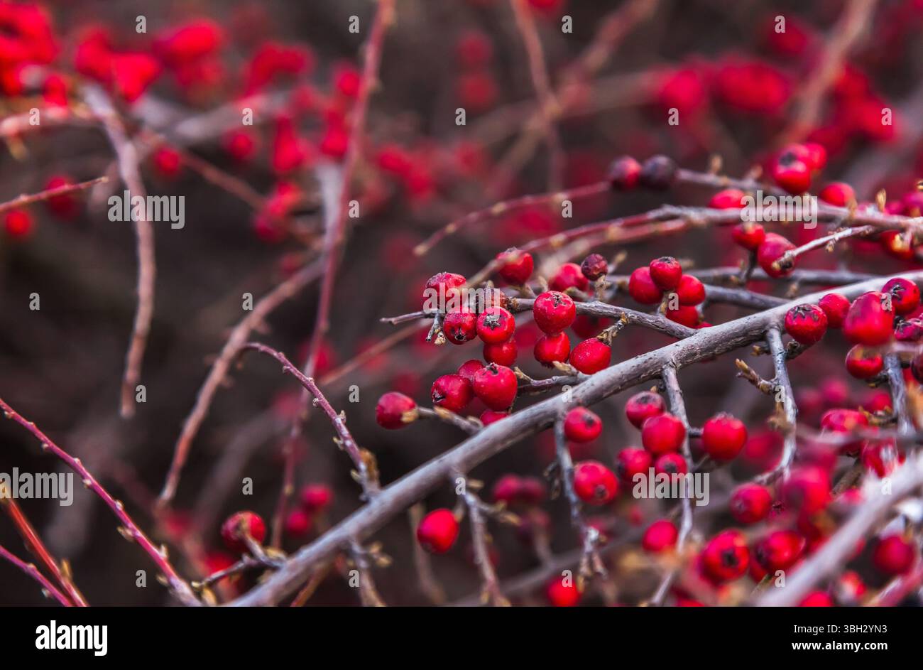 Ripe red berries grow on a dry bush without leaves Stock Photo - Alamy