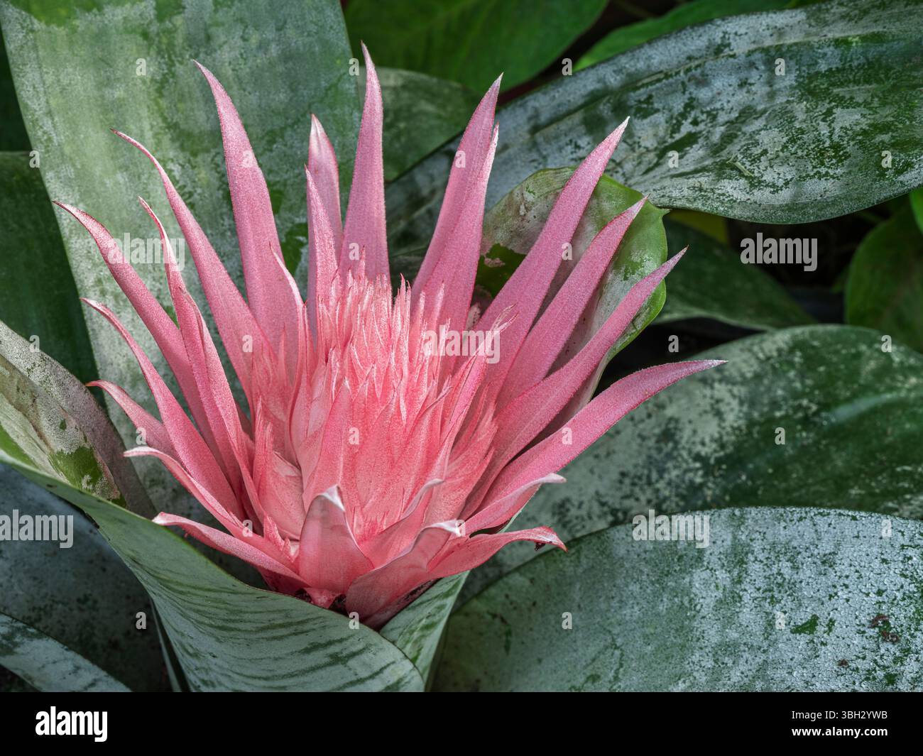 Closeup view of blooming pink flower of aechmea fasciata aka silver ...