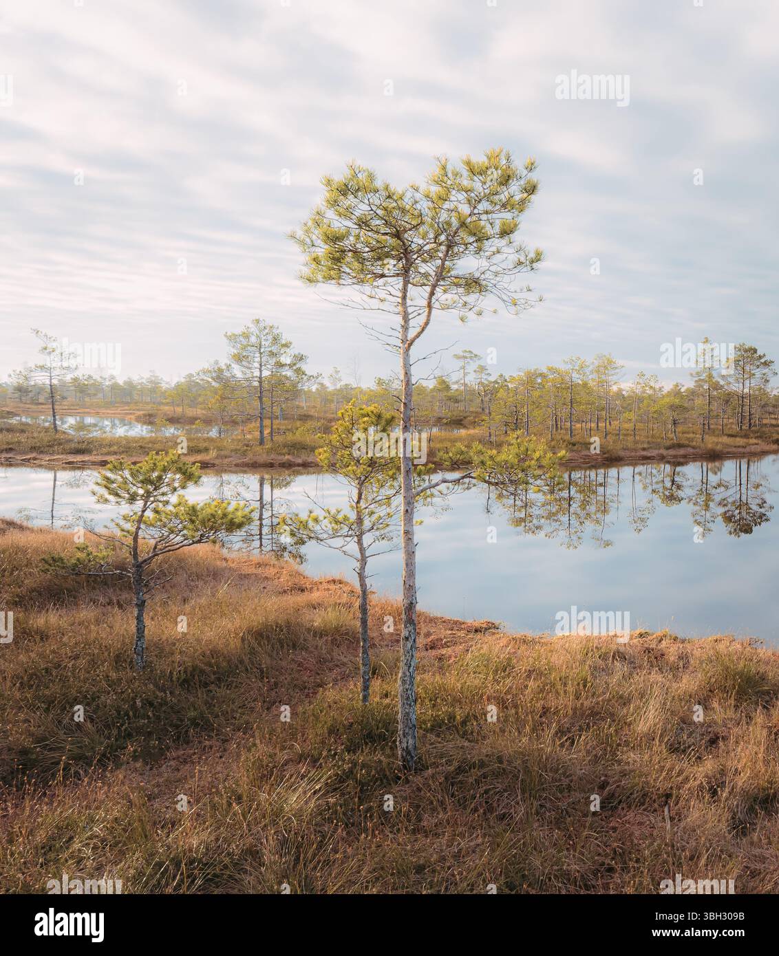 Bog pine trees in hi-res stock photography and images - Alamy