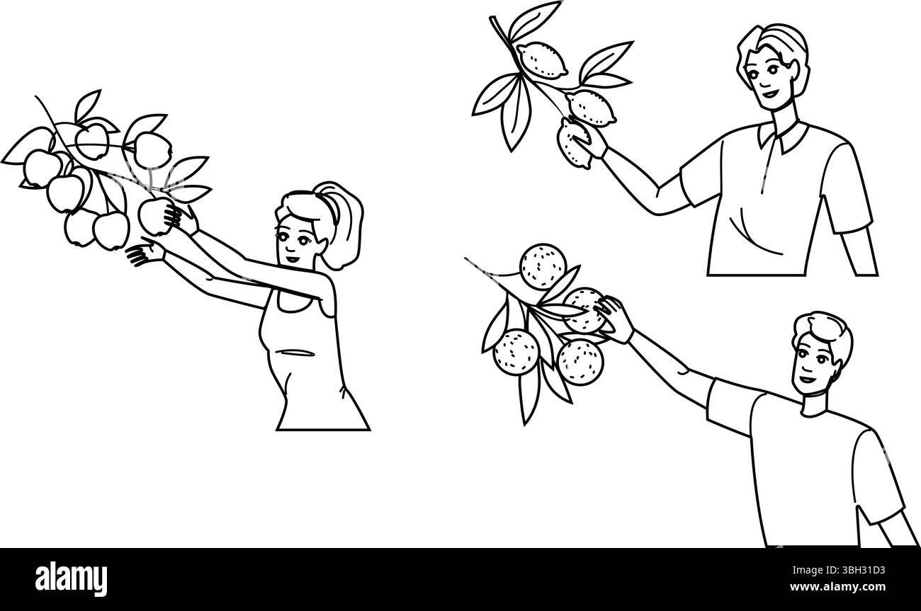 farm fruit picking vector Stock Vector Image & Art - Alamy