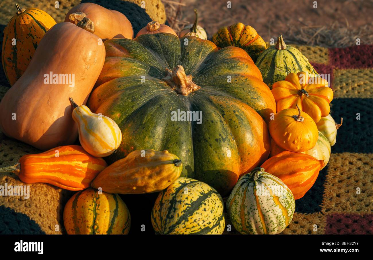 Curved squash hi-res stock photography and images - Alamy