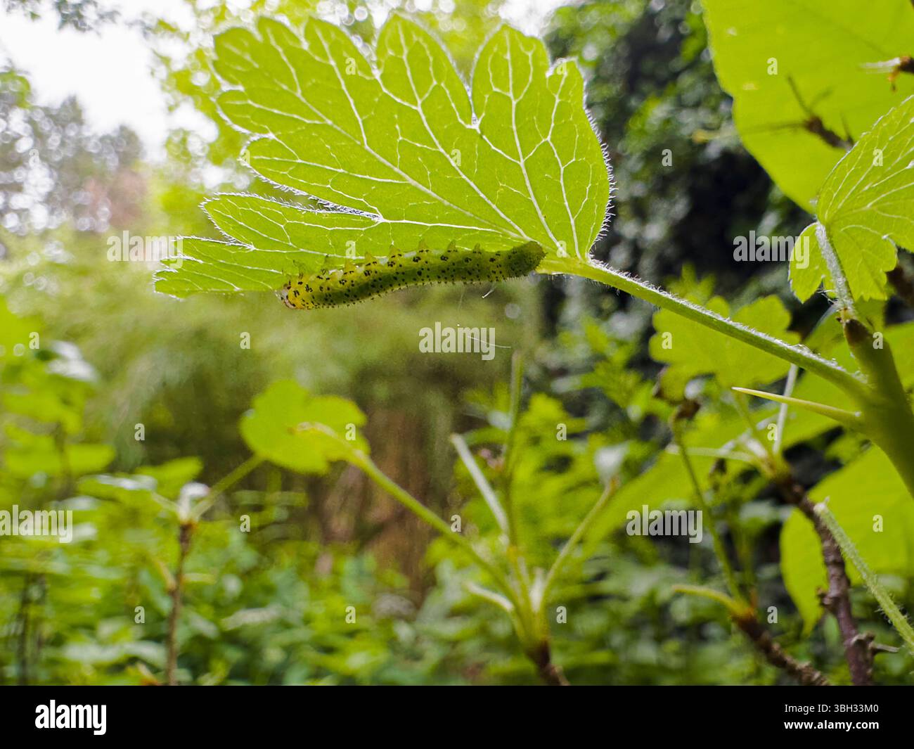 Imported Currantworm, Euura ribesii, Herb wasp, caterpillar, larva on ...