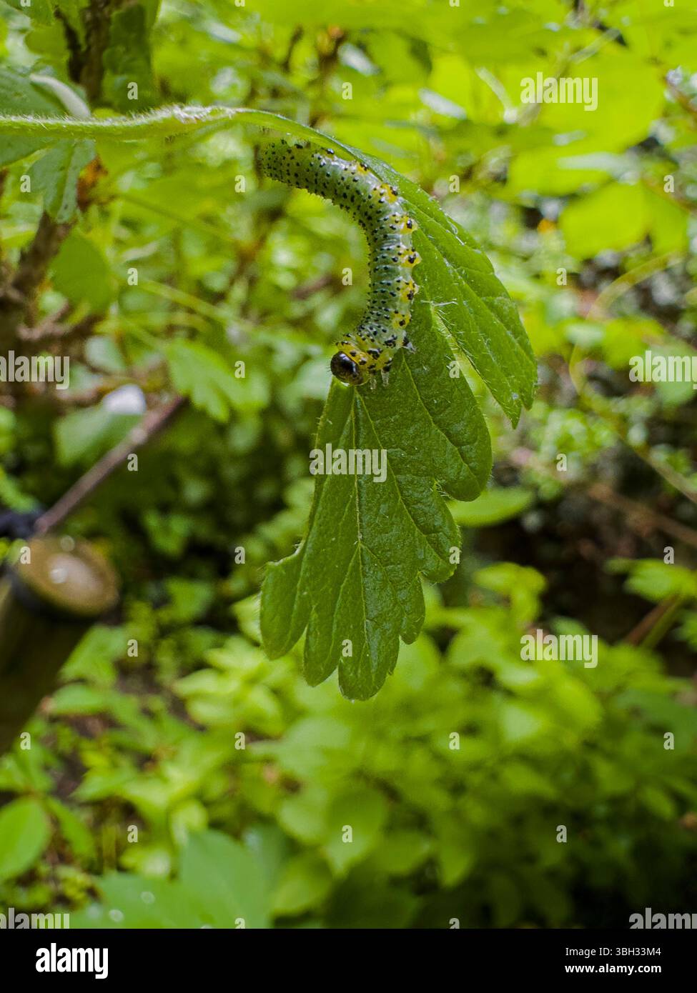 Imported Currantworm, Euura ribesii, Herb wasp, caterpillar, larva on ...