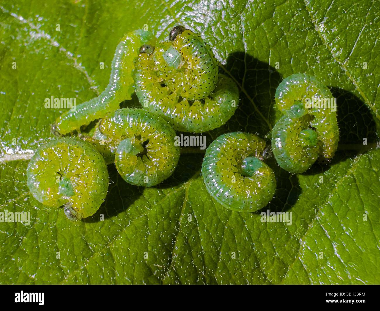 Imported Currantworm, Euura ribesii, Herb wasp, caterpillar, larva on ...