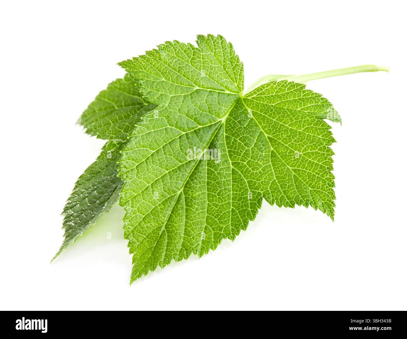 Black Currant leaf isolated on white background. Currant leaf closeup ...