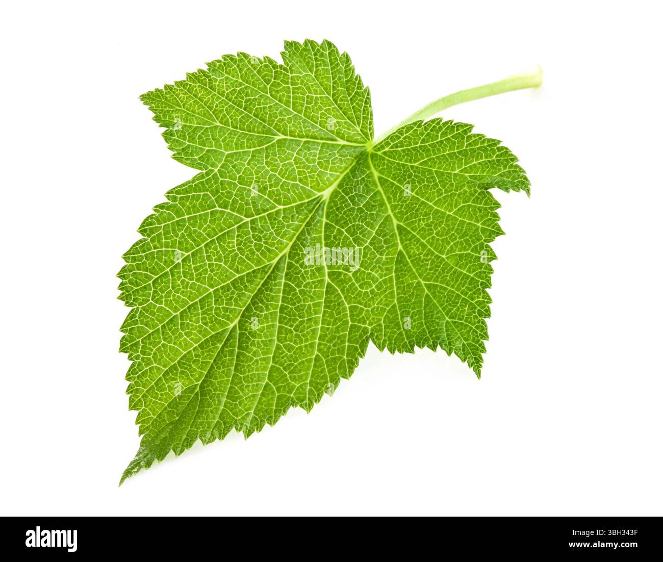 Currants in spring Cut Out Stock Images & Pictures - Alamy