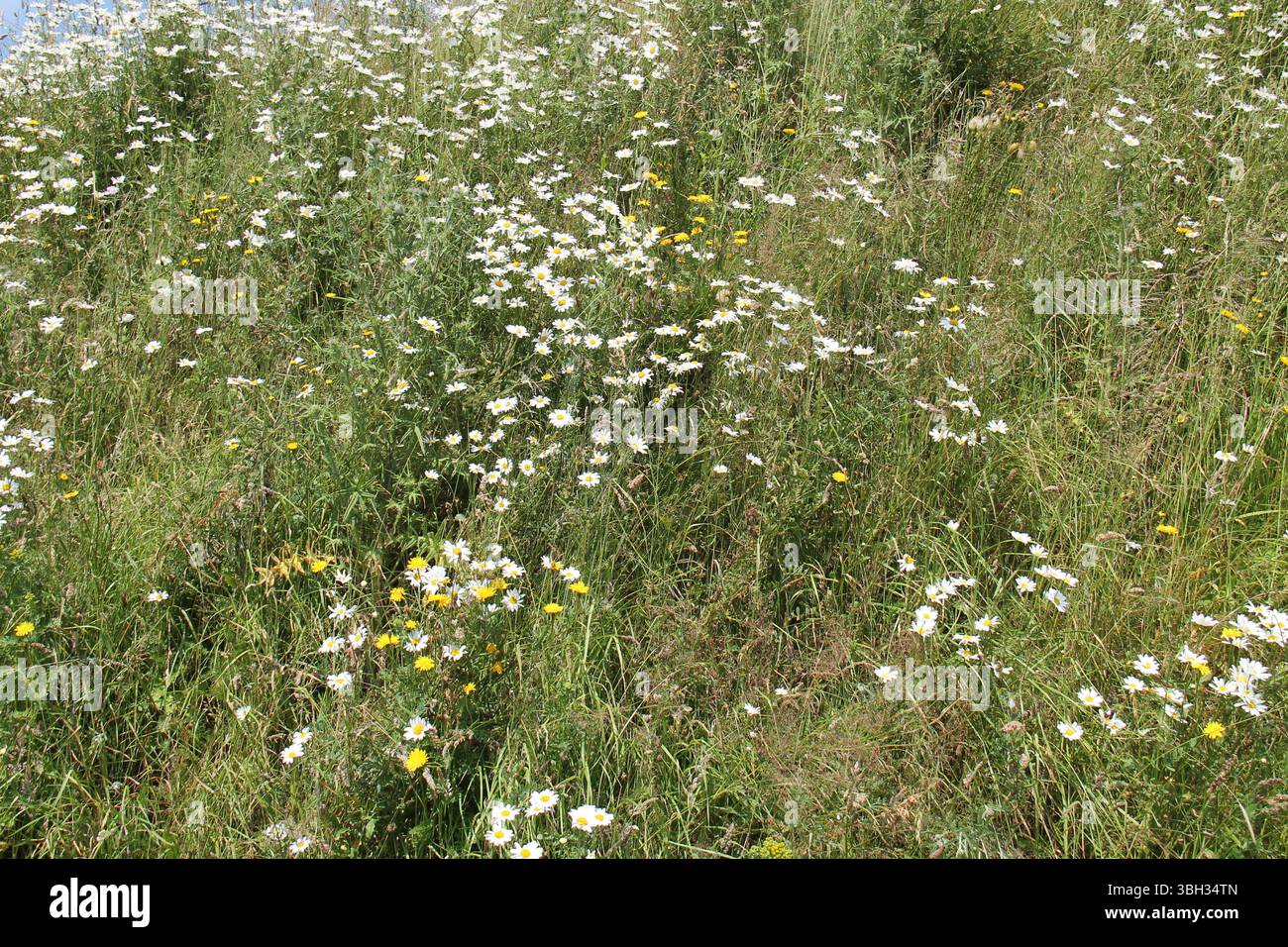 The Plants on a Hillside Wild Flower Meadow Stock Photo - Alamy