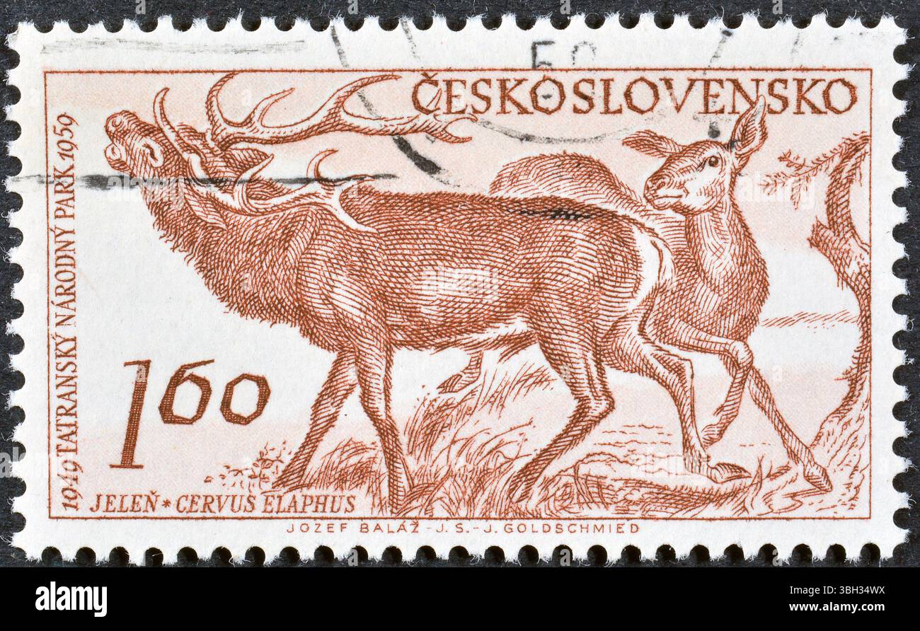Cancelled postage stamp printed by Czechoslovakia, that shows Red Deer ...