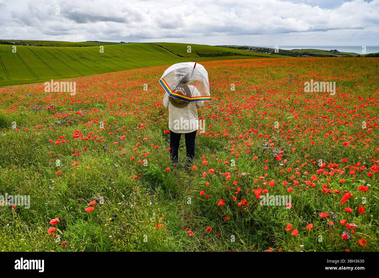 Brighton UK 7th June 2025 - A walker takes in the view of a field of ...