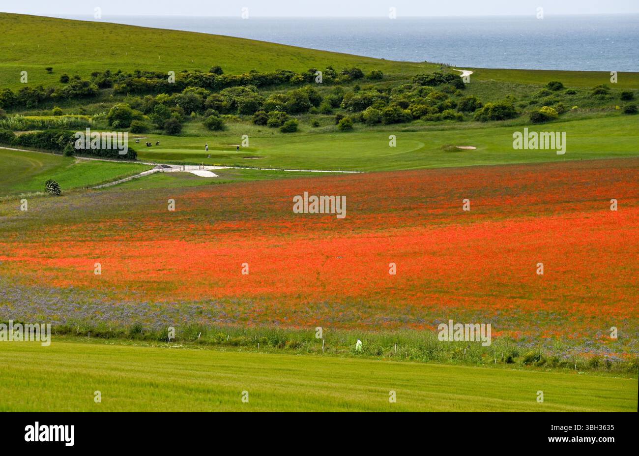 Brighton UK 7th June 2025 - A walker passes by a field of poppies at ...