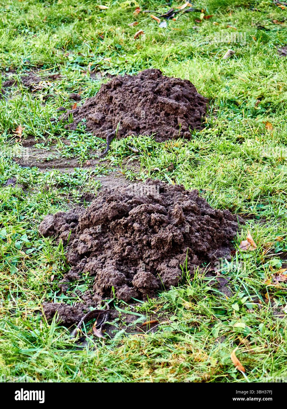 Fresh molehill mound of excavated earth on a green lawn, showing ...