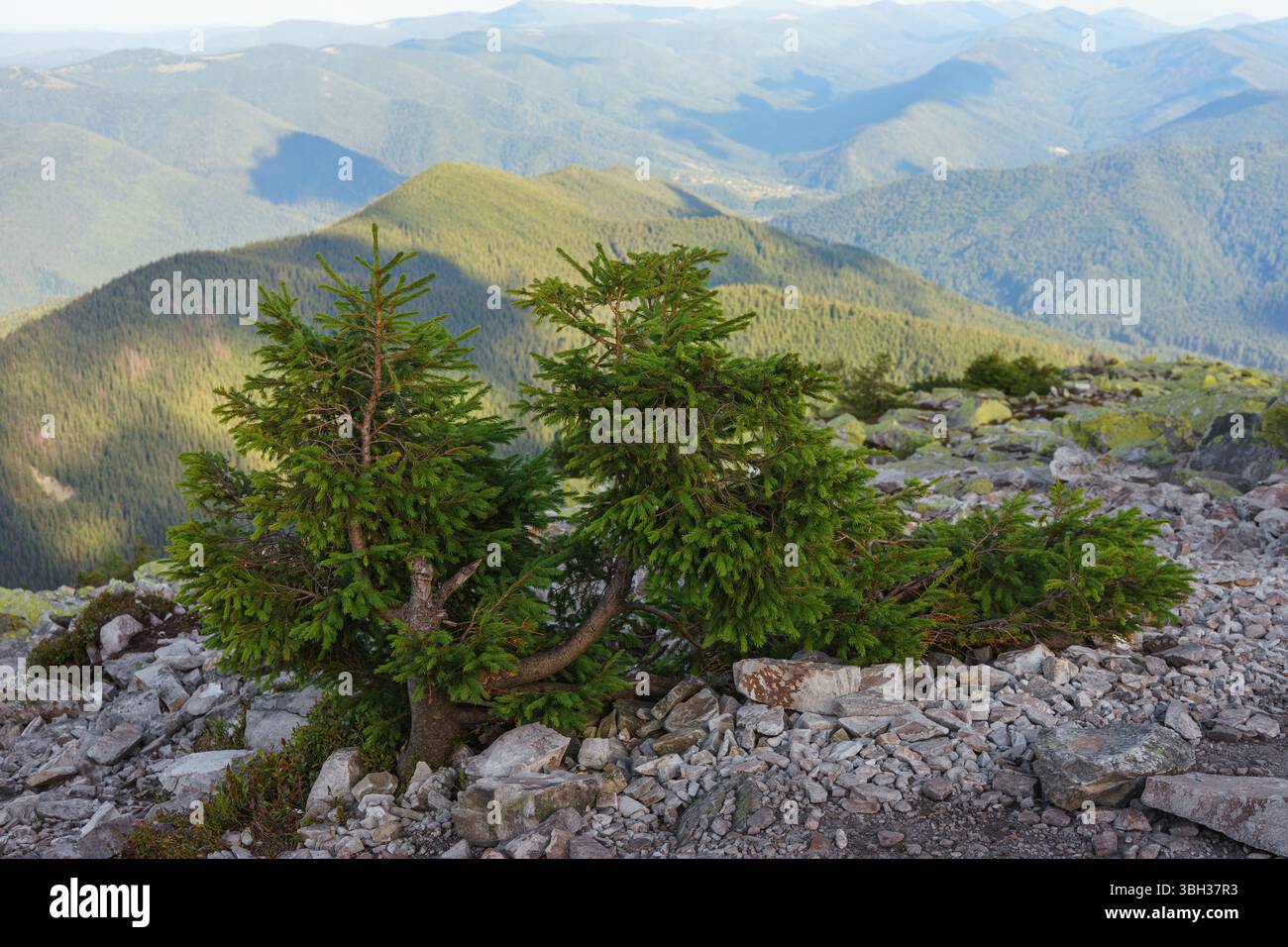 Low pine trees rooted among stones on rugged Carpathian slope, on green ...