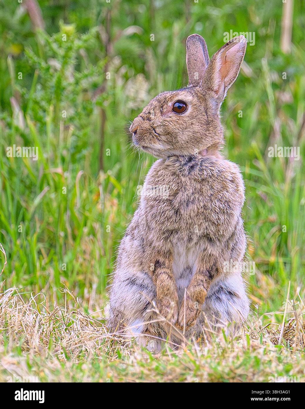 Uk baby bunny rabbit hi-res stock photography and images - Alamy
