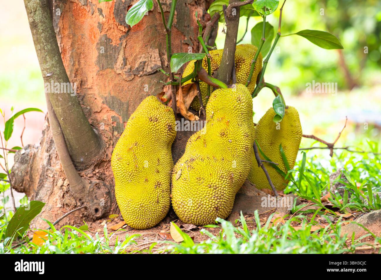 Green ripe jackfruit or nangka growing on a tree, tropical fruit in ...