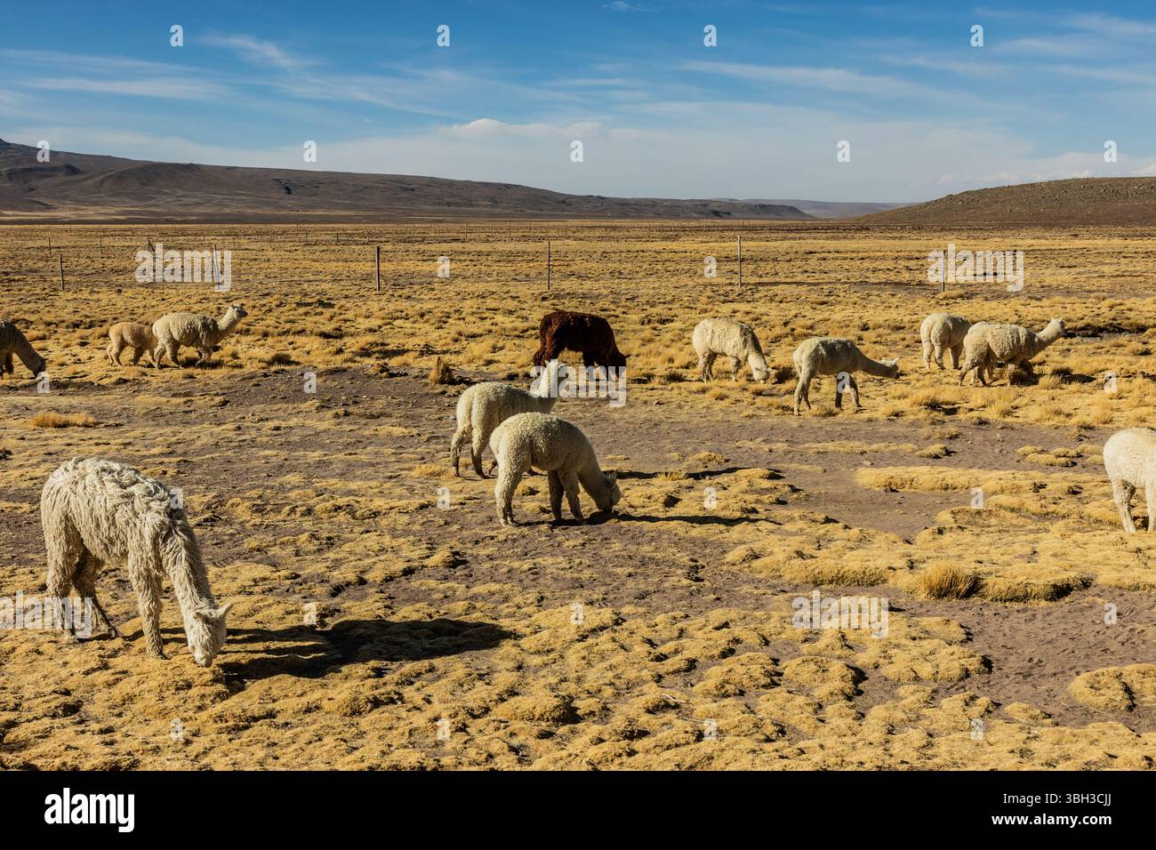 Alpacas (Lama pacos) in Reserva nacional de Salinas y Aguada Blanca ...