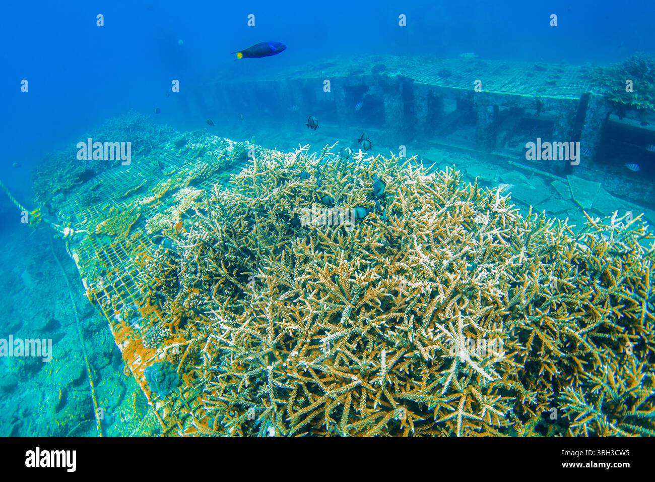 (250607) -- HAIKOU, June 7, 2025 (Xinhua) -- This photo taken on May 26 ...