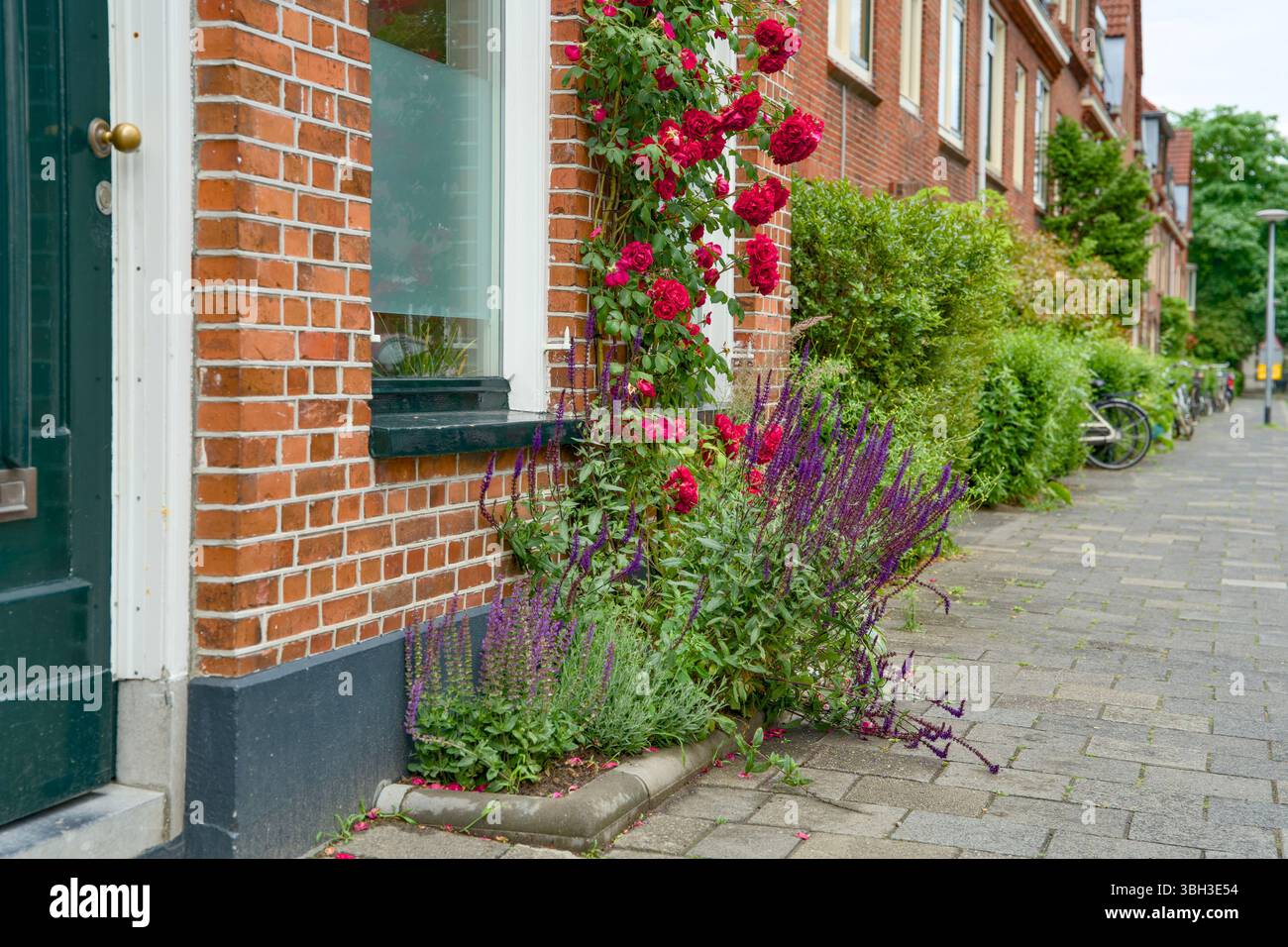 Facade garden with roses against a red brick wall. Green facade, urban ...