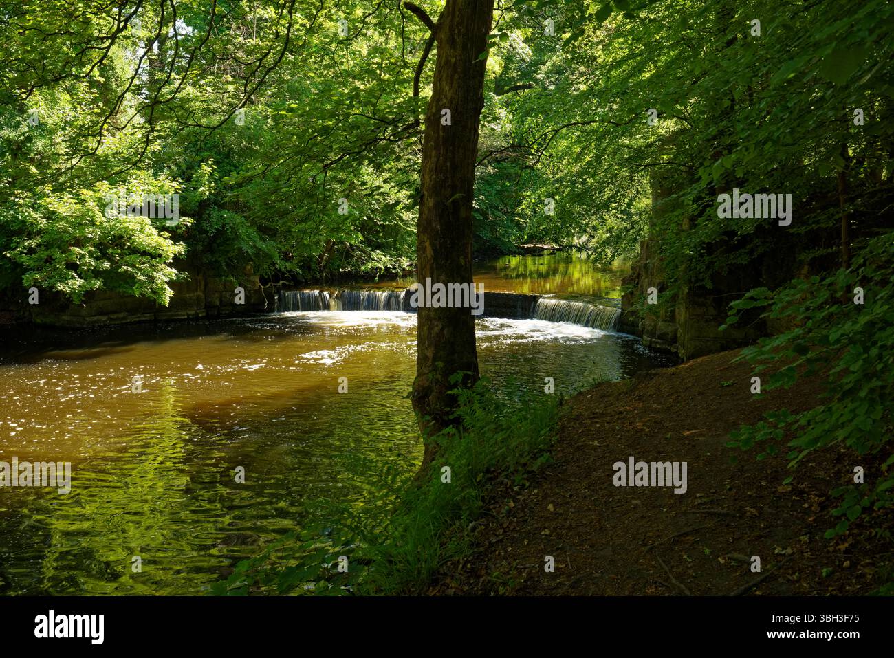 A small waterfall over a weir on a shady river in woodland, Marple ...