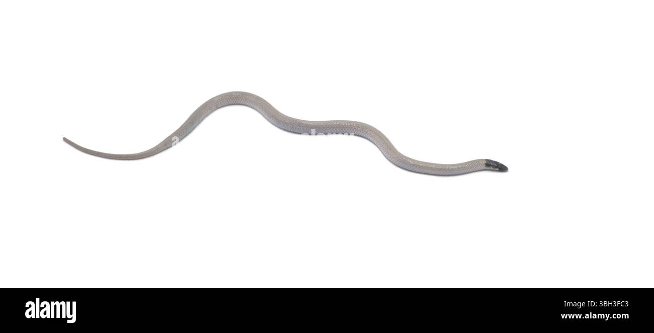 Black snake with crown Cut Out Stock Images & Pictures - Alamy