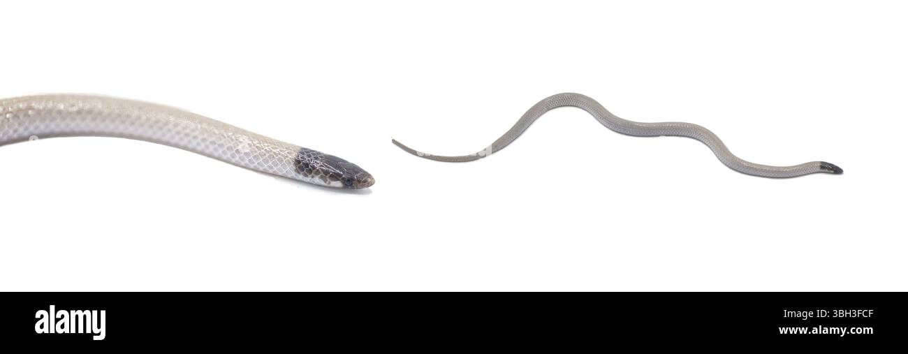 Central Florida Crowned Snake - Tantilla relicta neilli - a small ...