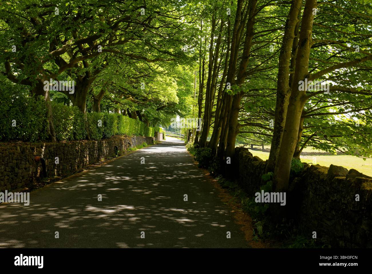 Shady road in countryside hi-res stock photography and images - Alamy