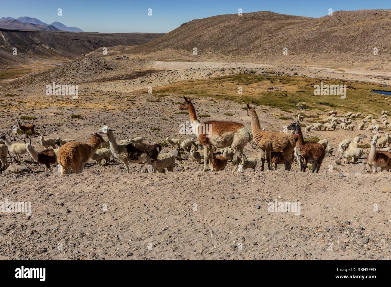 Alpaca (Lama pacos) and llama (Lama glama) herds in Reserva nacional de ...