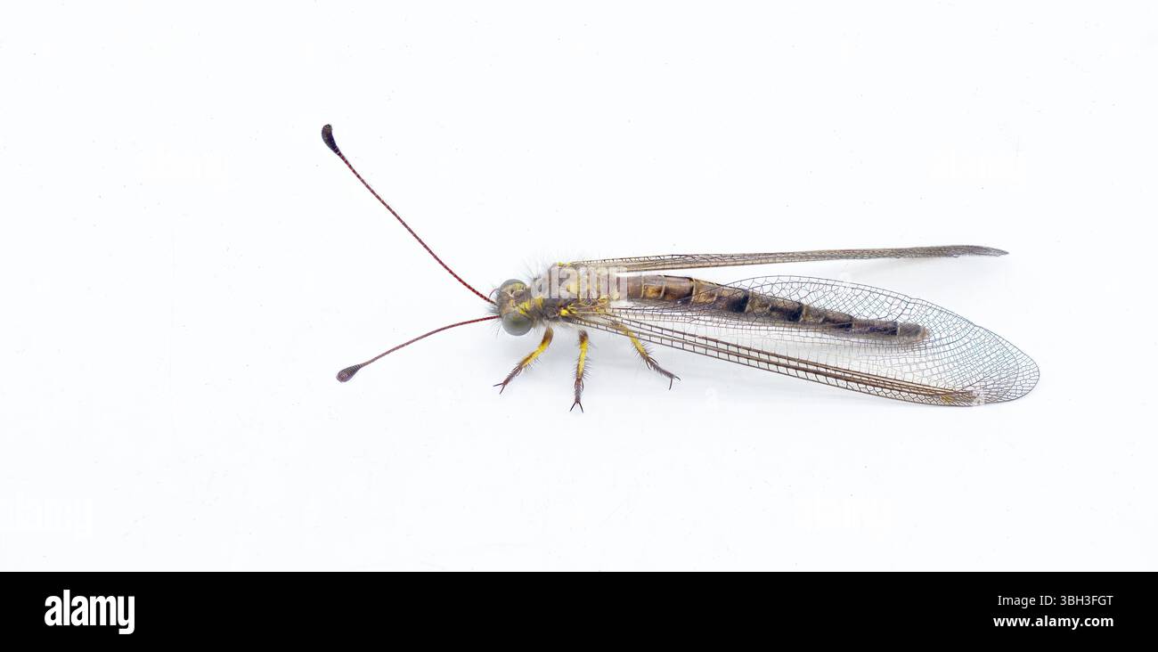 Appendicular Owlfly owl fly - Ascaloptynx appendiculatus - with long ...