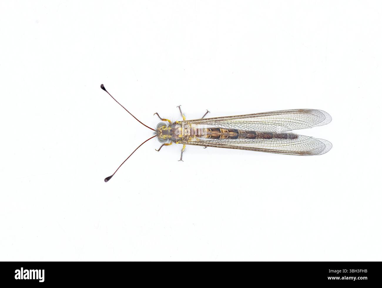 Appendicular Owlfly owl fly - Ascaloptynx appendiculatus - with long ...