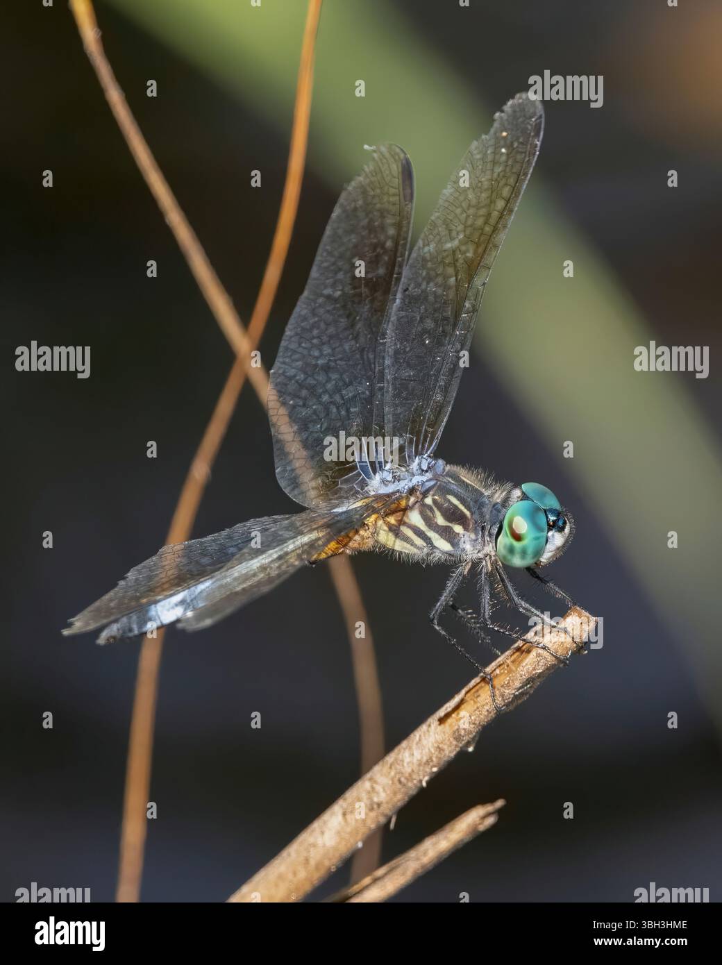 Blue Dasher Dragonfly in Washburn Memorial Park, Marion, Massachusetts ...