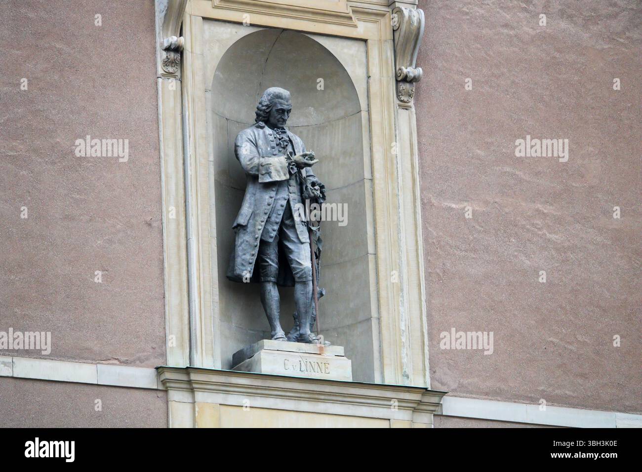 Statue von Carl von Linné an einer Fassade in Stockholm – Denkmal des ...