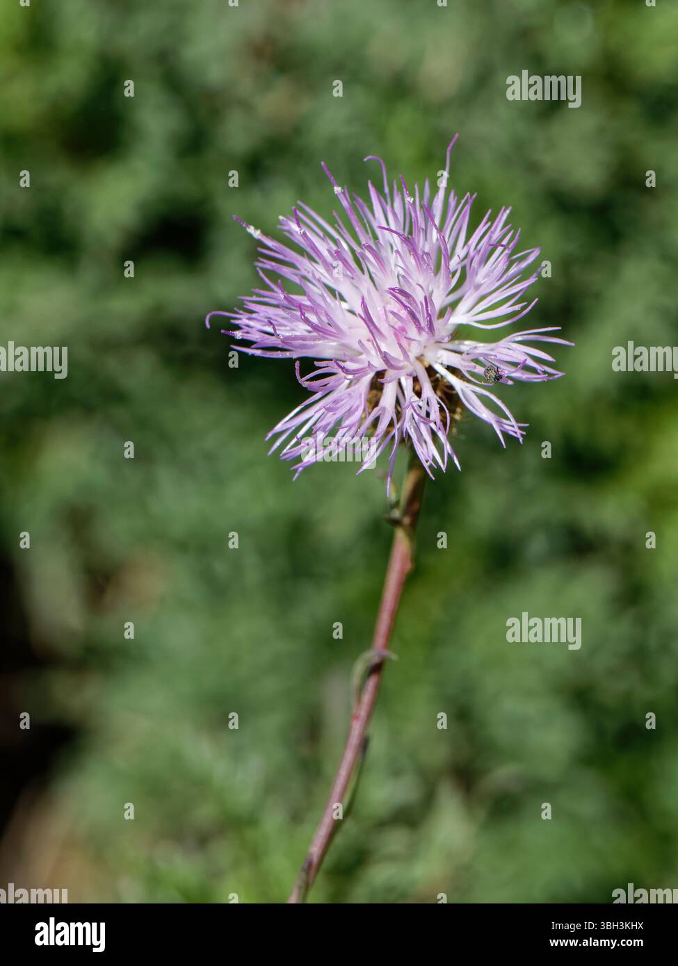 Escobón hi-res stock photography and images - Alamy
