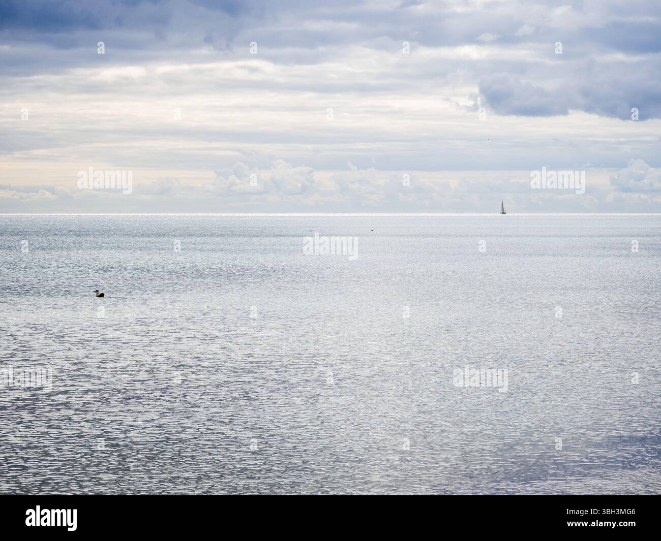 The vast sunlit expanse of the open ocean with tiny duck in the ...