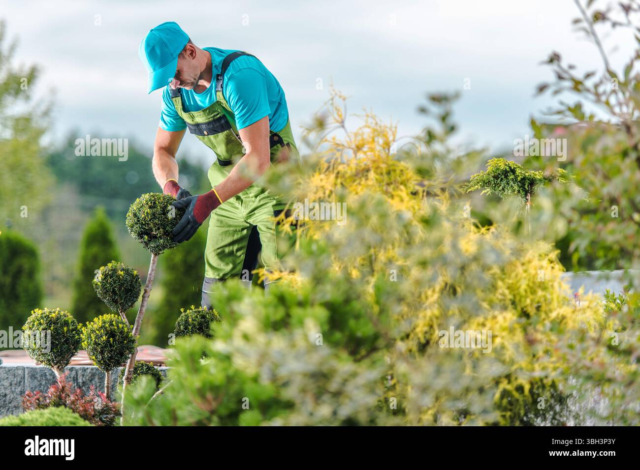 A gardener trims and shapes a topiary in a beautifully landscaped ...