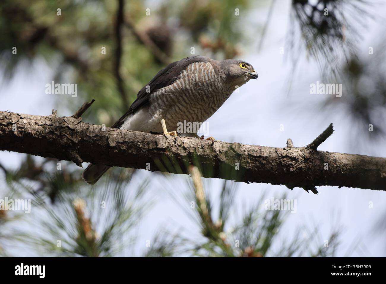 The Japanese sparrowhawk (Tachyspiza gularis) is a bird of prey in the ...