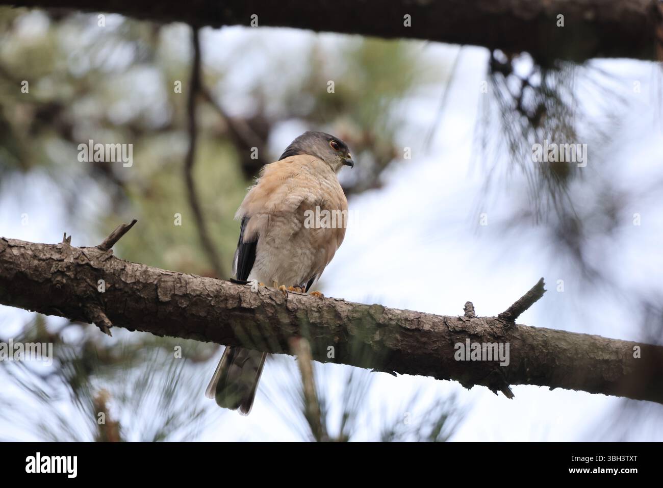 The Japanese sparrowhawk (Tachyspiza gularis) is a bird of prey in the ...