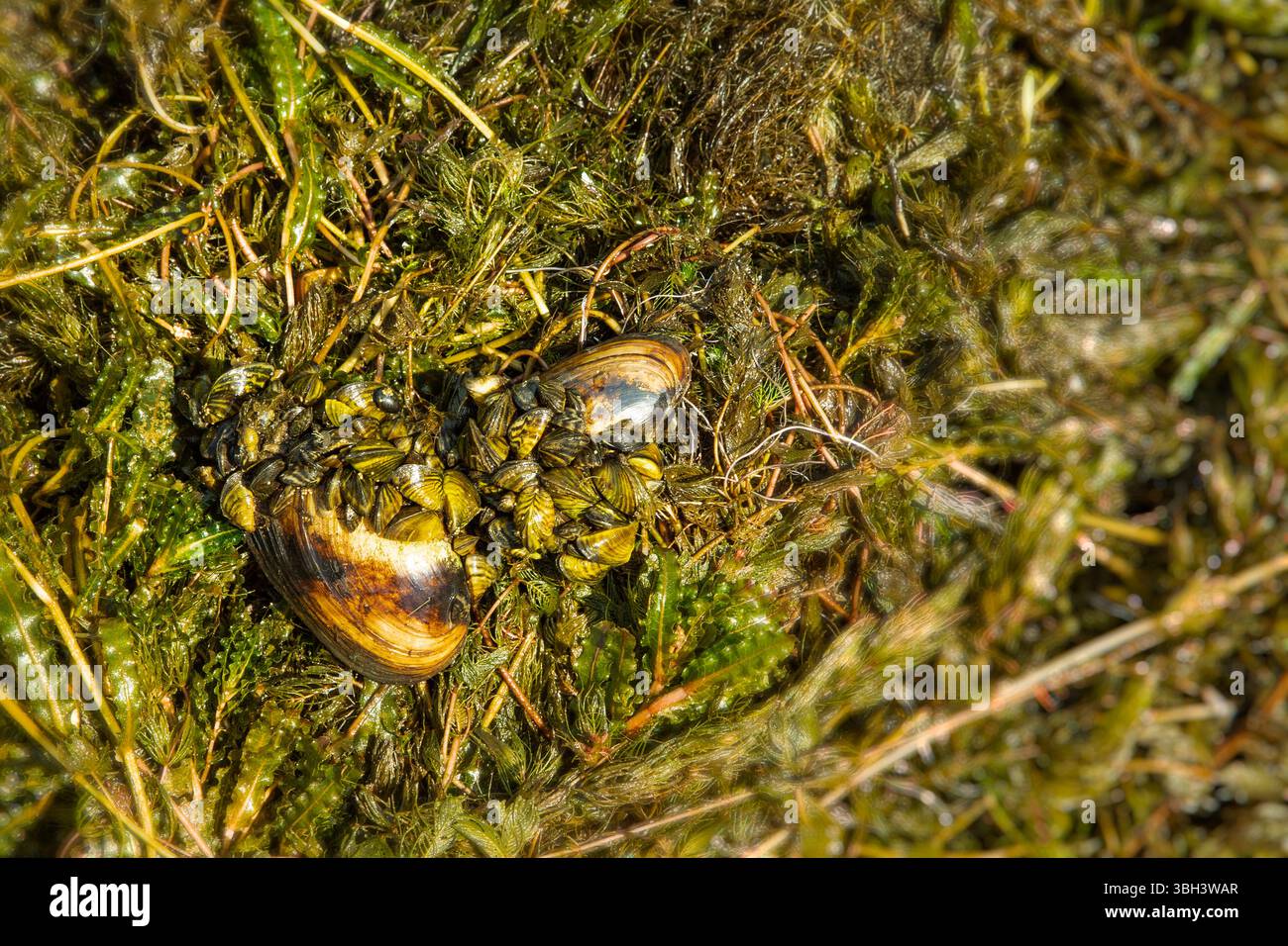 Close-up of zebra mussels clustered on a large freshwater shell with ...