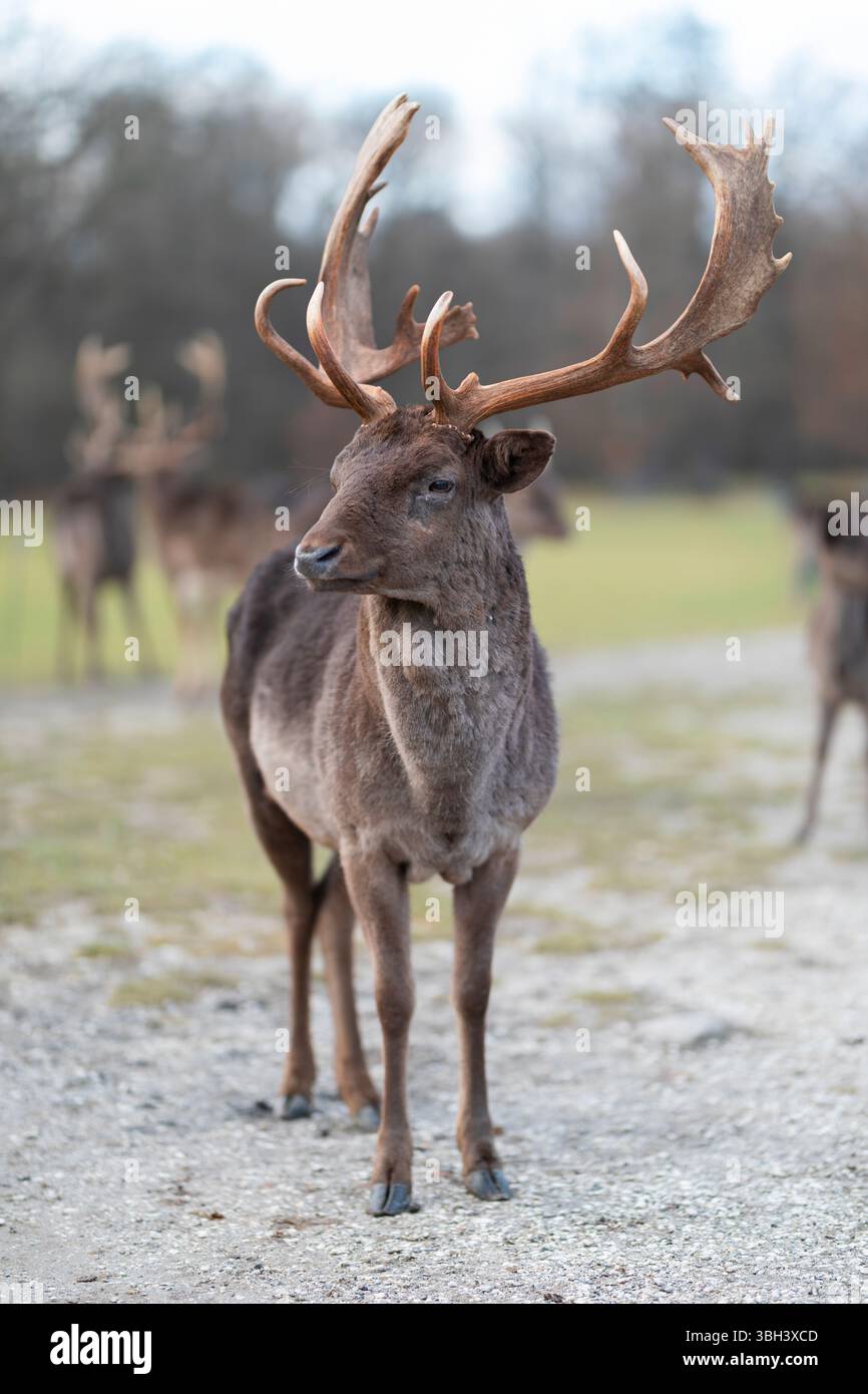 Deer with large antlers hi-res stock photography and images - Alamy
