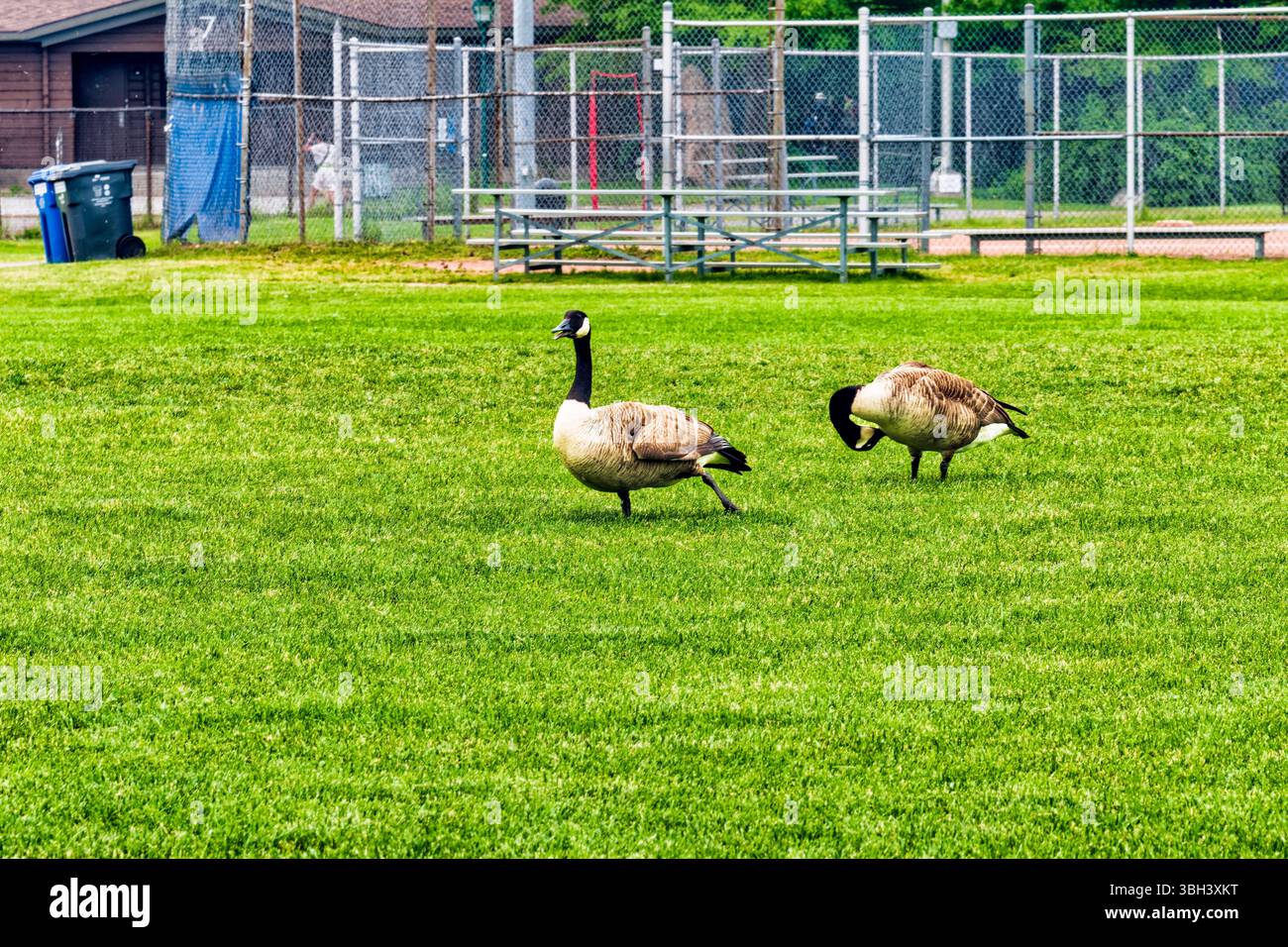 Canadian geese feeding hi-res stock photography and images - Alamy