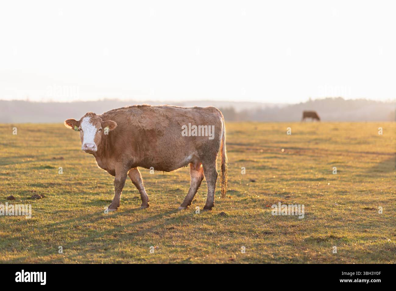 Cow in a Golden Field during Late Daylight, Rural Farm Scene with Calm ...